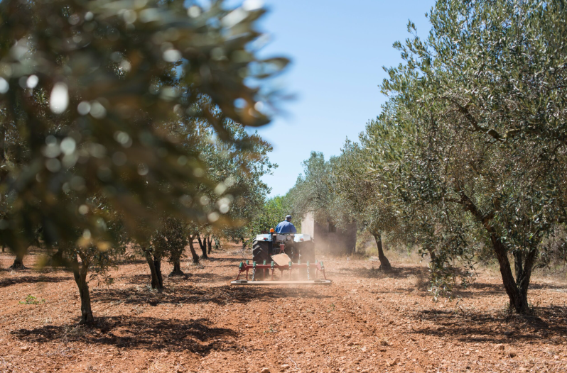How GIS Can Protect the World’s Olive Legacy - Esri Community